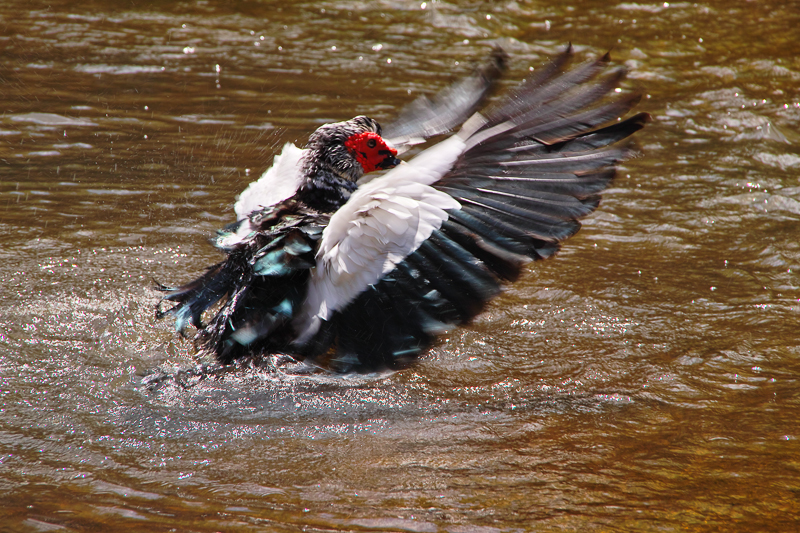 Girlizm Hiroya Fukuda Official Website